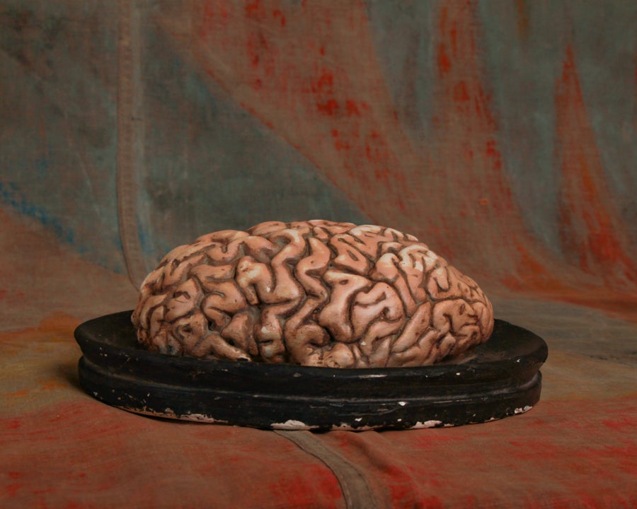 Plaster brain | Heimwee Antiques
